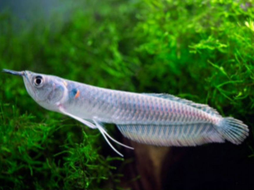 Аравана серебристая