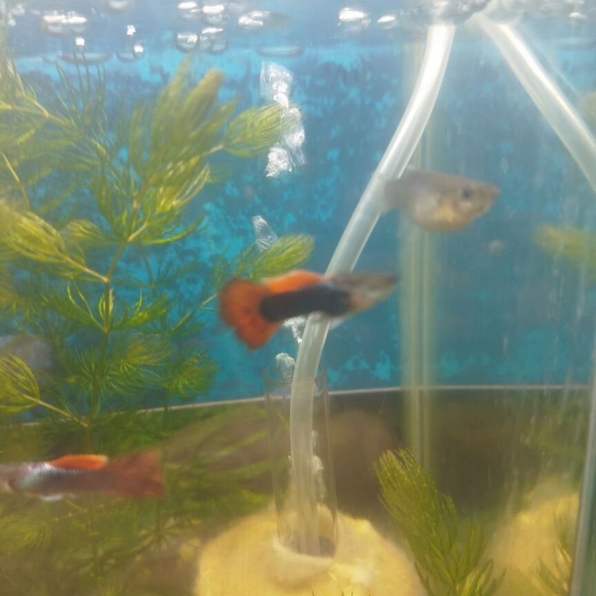 Аквариумные рыбки, гуппи. Голубая линия и красная