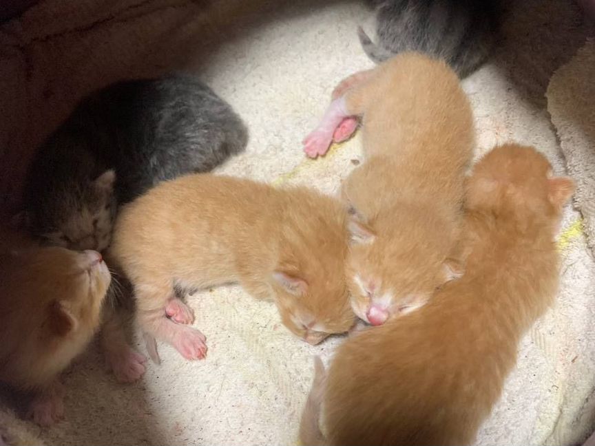 Котята в добрые руки, 4 мальчика, 2 девочки