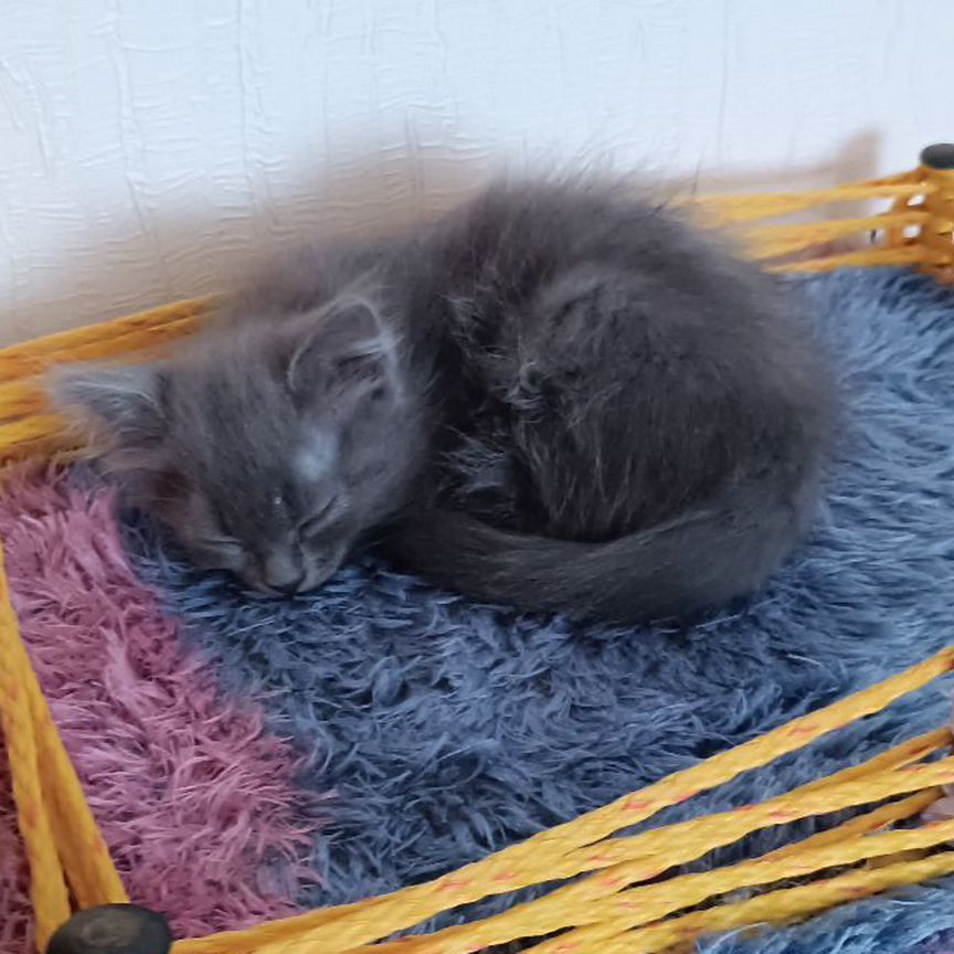 Котята