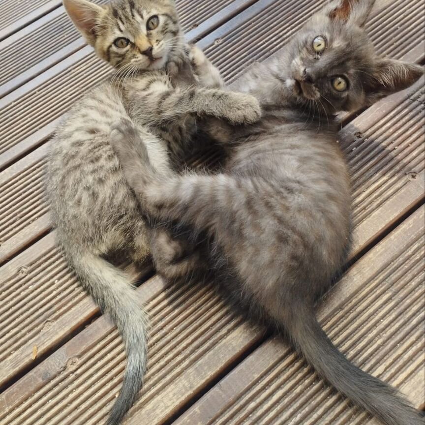 Котята бесплатно