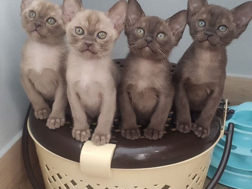 Бурманские котята. Мальчик