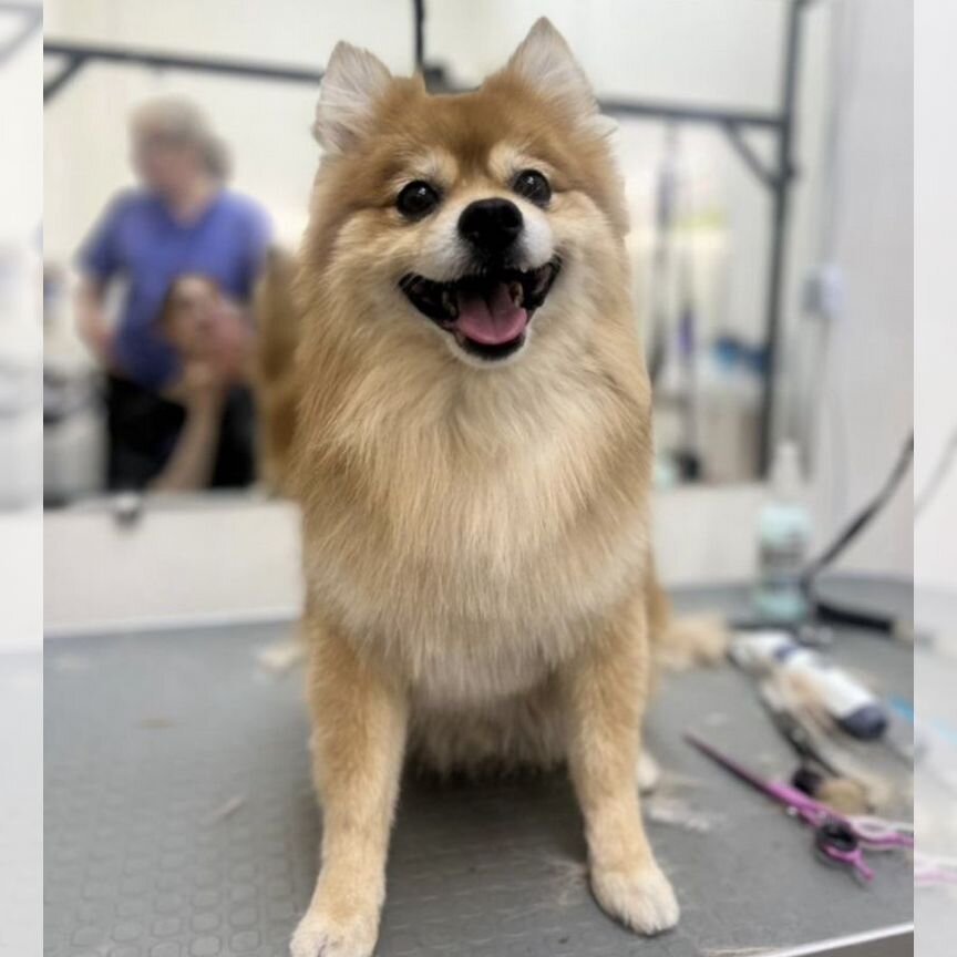 Немецкий шпиц вязка