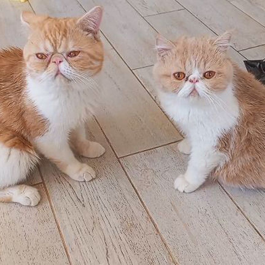 Продам пару экзотов