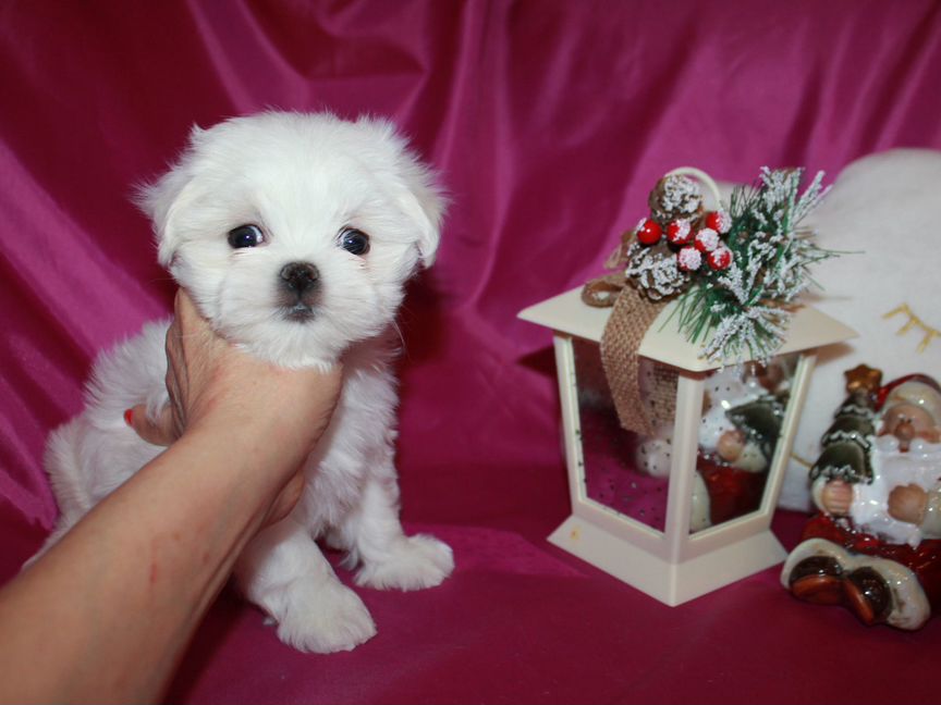 Очень красивая девочка мальтезочка беби-фейс 2 мес