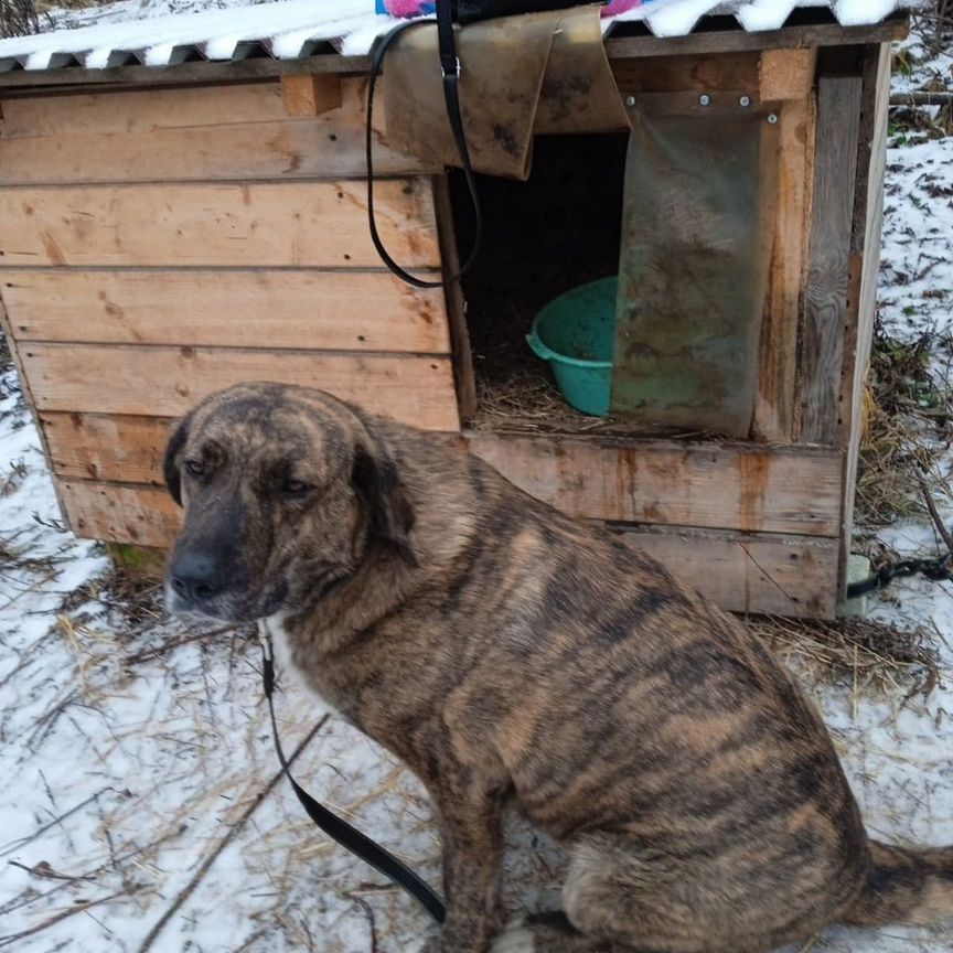 Взрослая собака в добрые руки