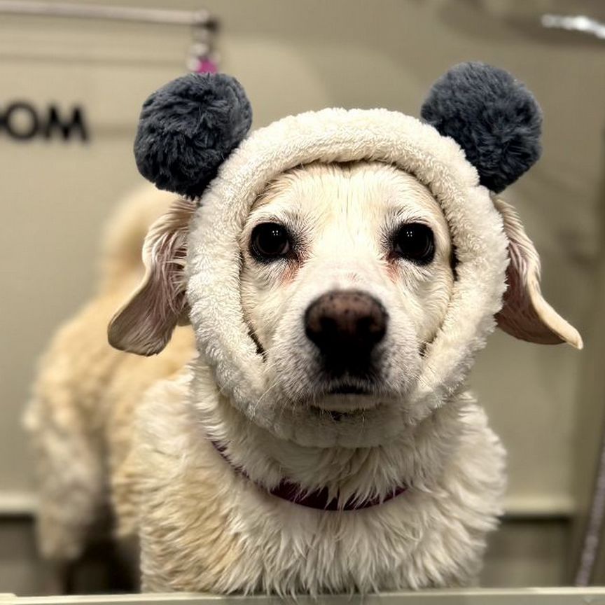 Лабрадор-ретривер, взрослая собака