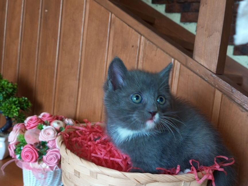 Котята в добрые руки 1, 5 месяца