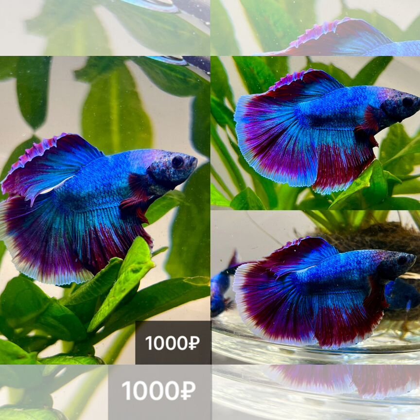 Петушок и самки курочки, круглый аквариум