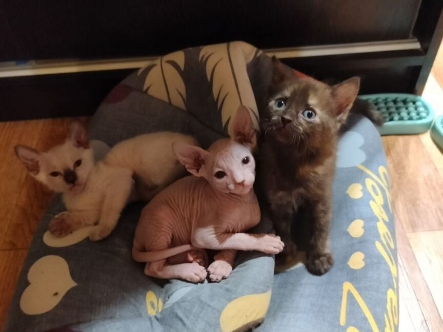 Котята сфинкса
