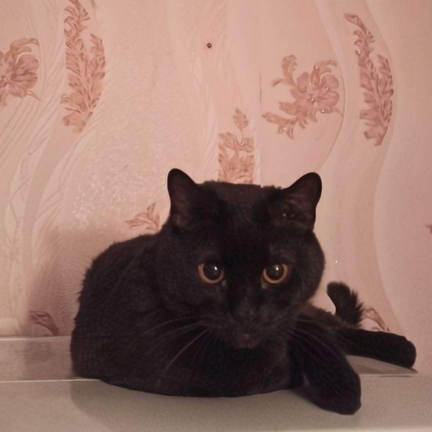 Взрослый кот в добрые руки