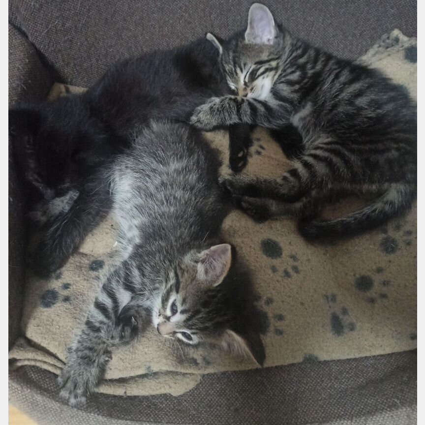 Котята в добрые руки