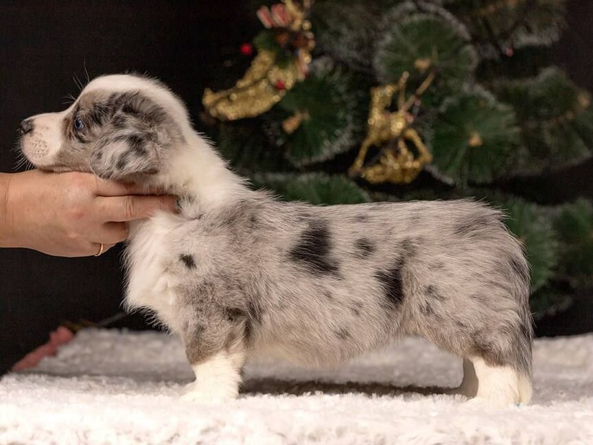 Вельш-корги кардиган щенки