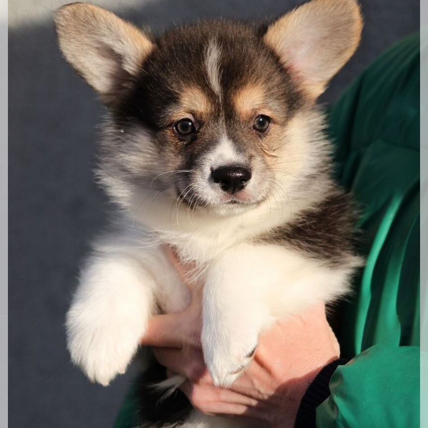 Вельш Корги Пемброк, щенок