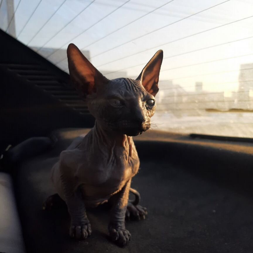 Донской сфинкс котенок