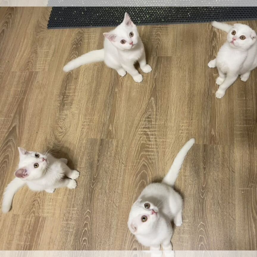 Шотландские вислоухие котята