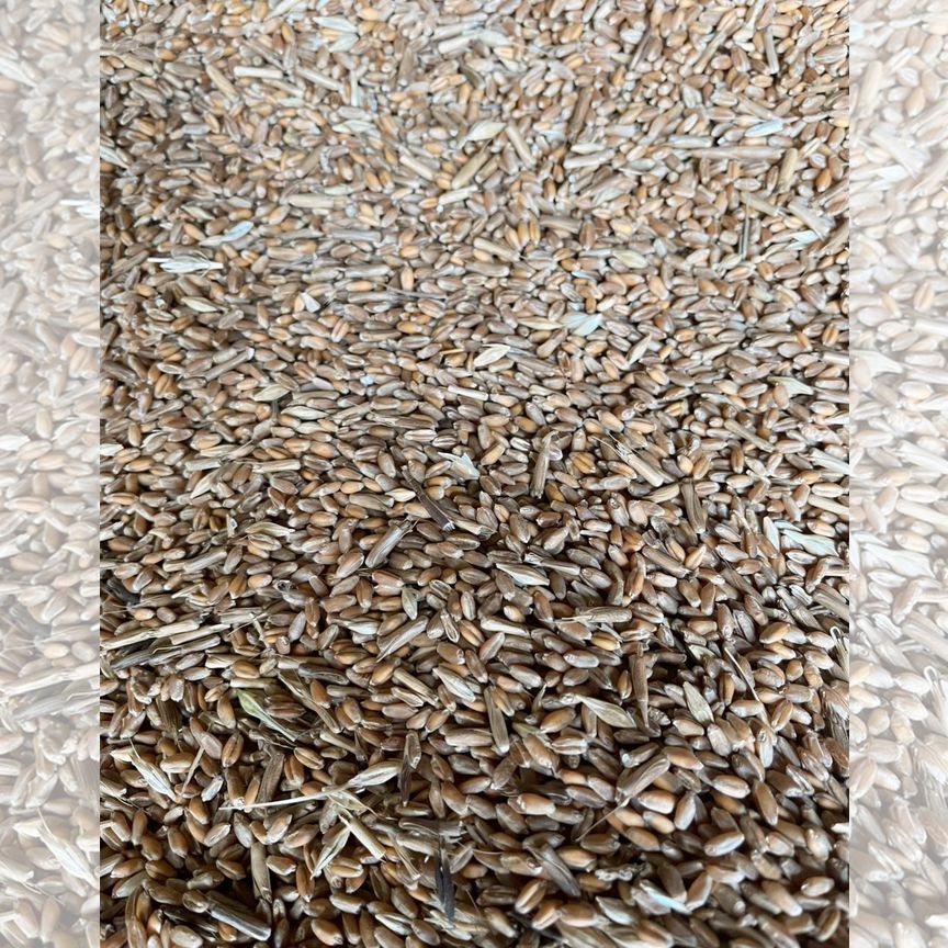 Зерно пшеница