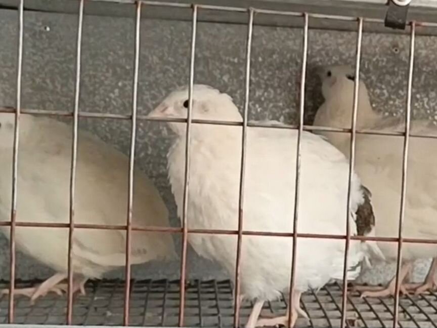 Перепел Белый Гигант Техас утяжеленный