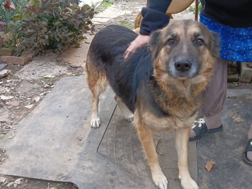 Овчарка в добрые руки