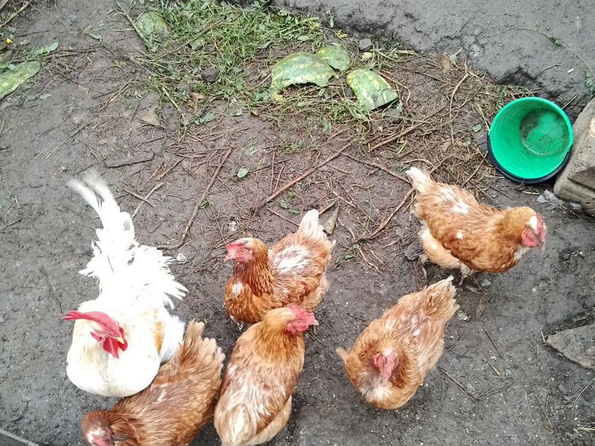 Куры несушки обмен на других кур