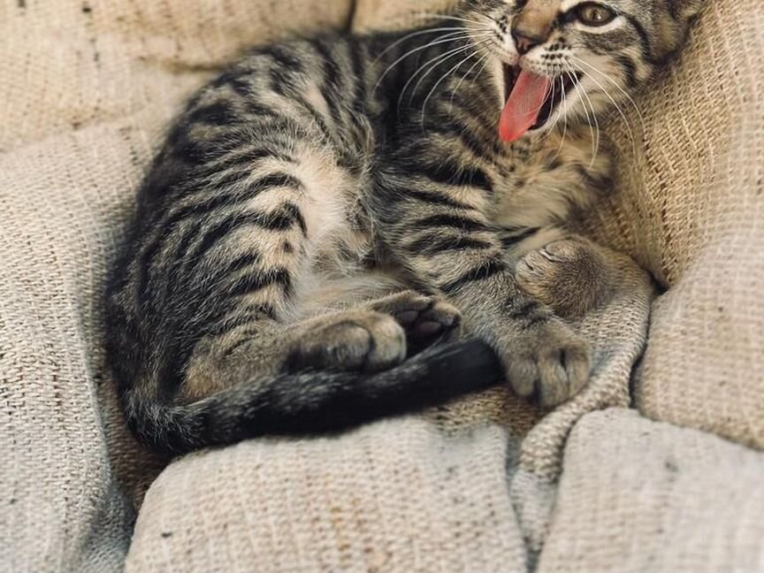 Котик в добрые руки