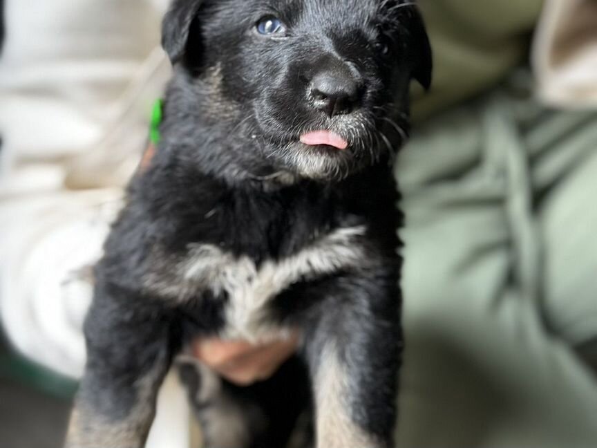 Щенки в добрые руки (мать овчарка)