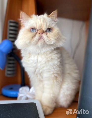 Экзотическая кошка ищет дом