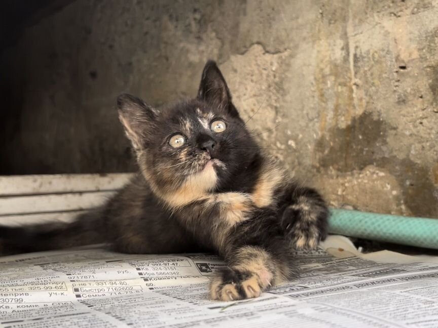 Сладкий котёнок в добрые руки