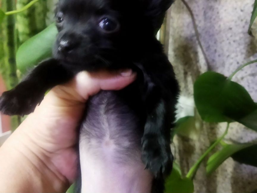 Щенки чихуахуа