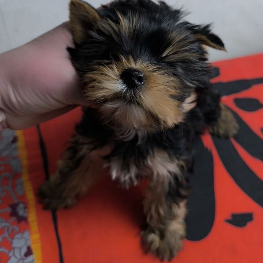 Йоркширский терьер, щенок