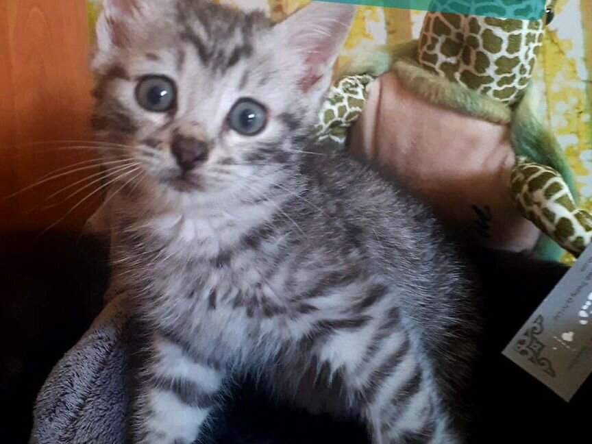 Котенок