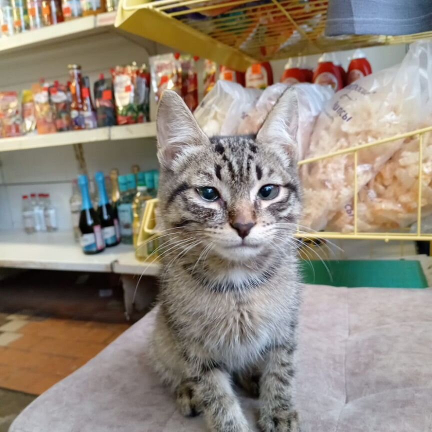 Кошка