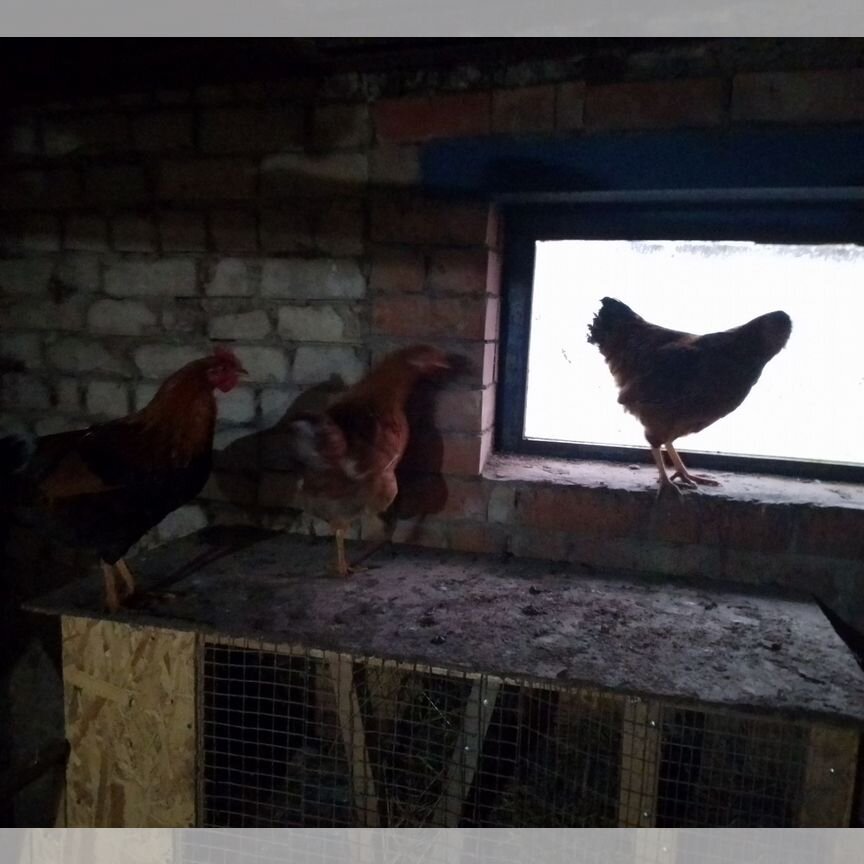 Петухи и куры