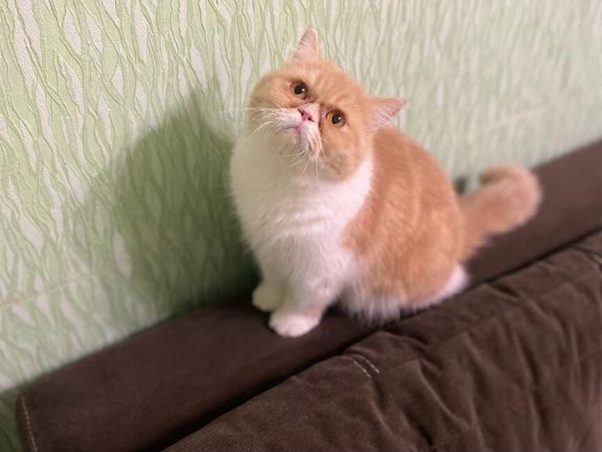 Экзотическая короткошерстная кошка