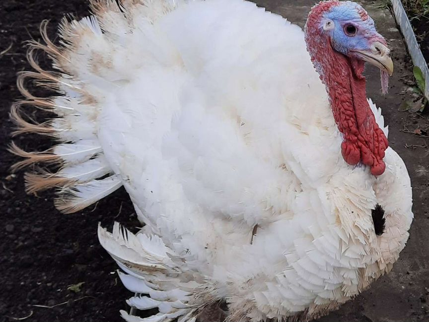 Цыплята индюка суточные