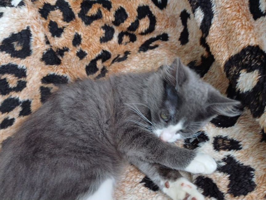 Котеок в добрые руки