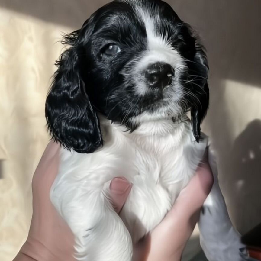 Русский охотничий спаниель, щенок