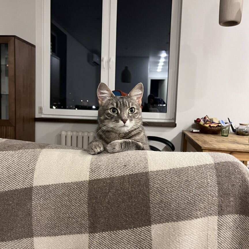 Кошка ищет дом