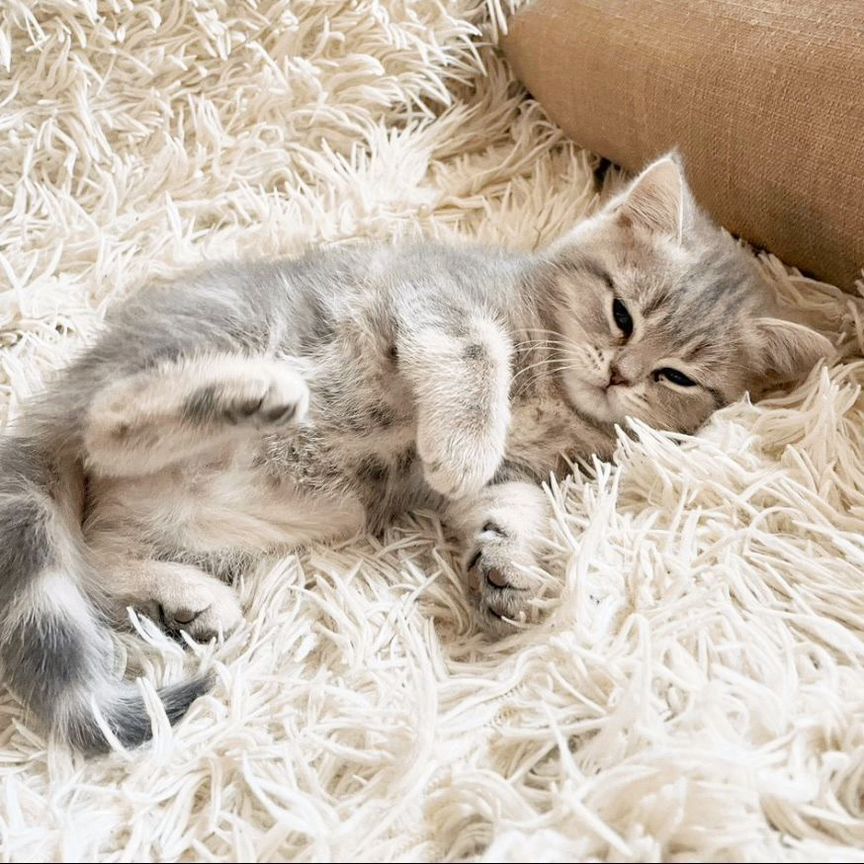 Котята