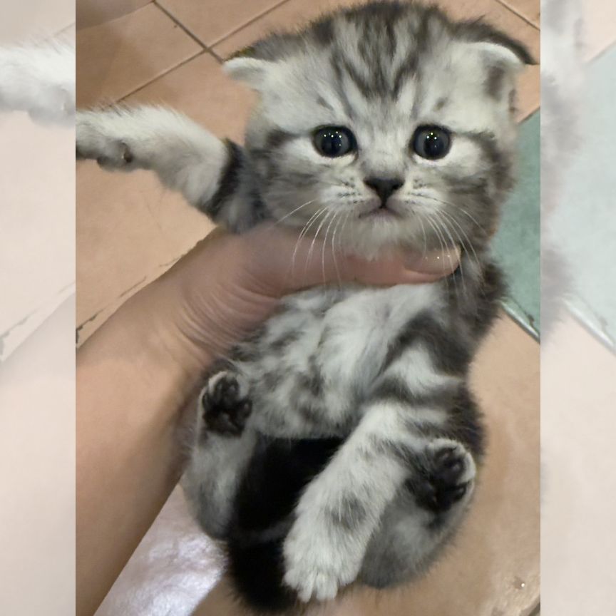 Шотландский вислоухий короткошёрстный котёнок