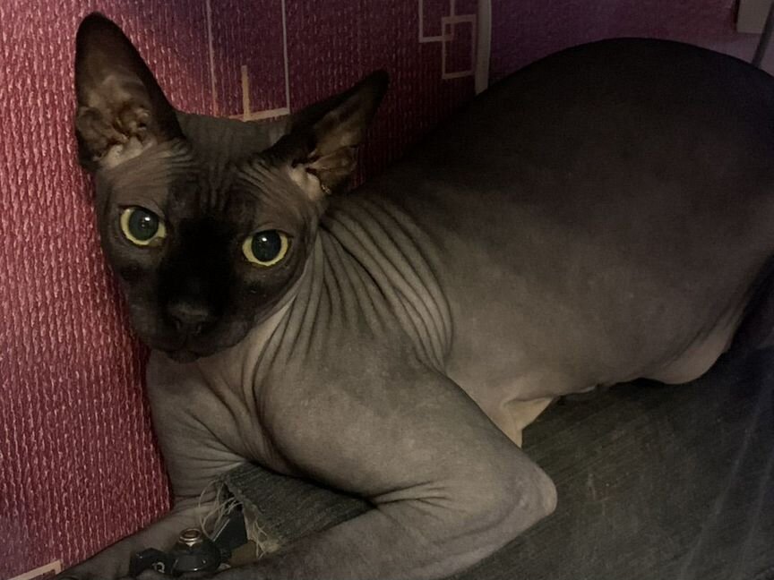 Канадский сфинкс бесплатно