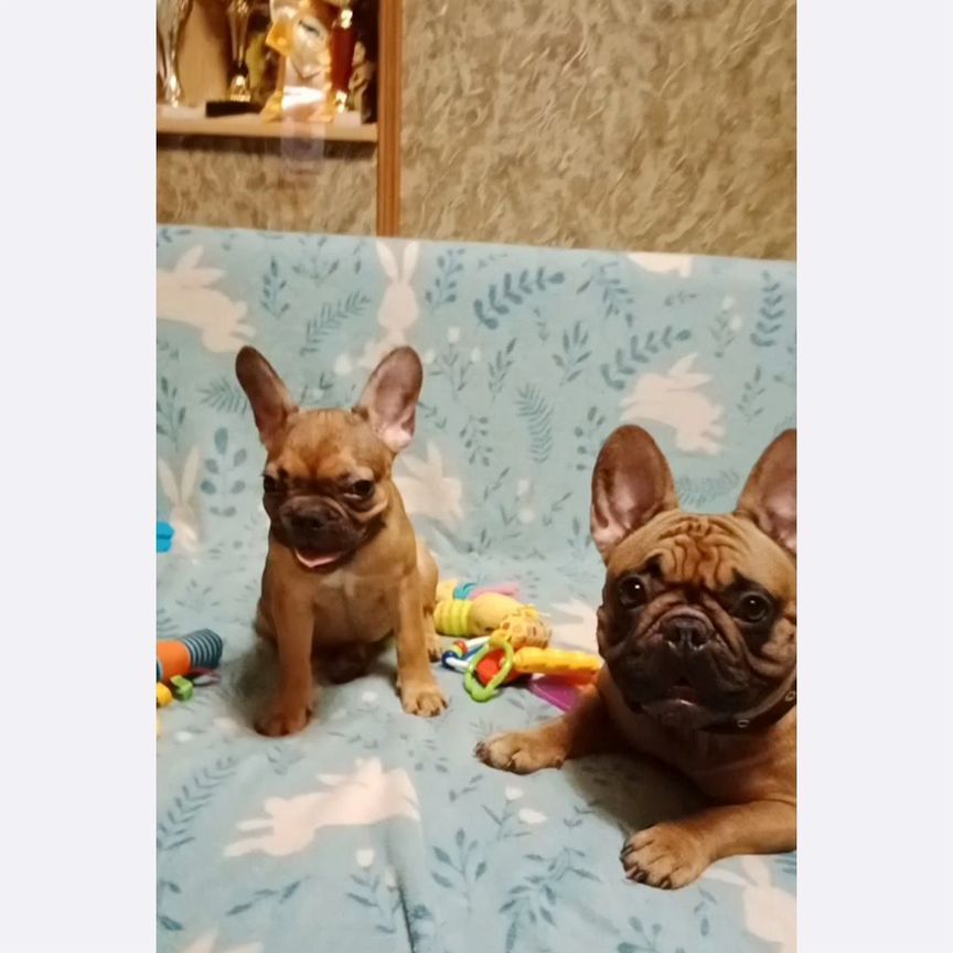 Девочка скор