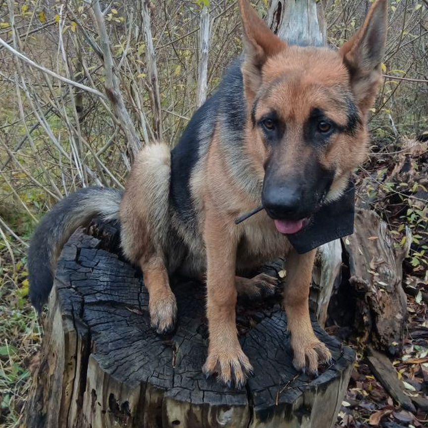 Случка собак