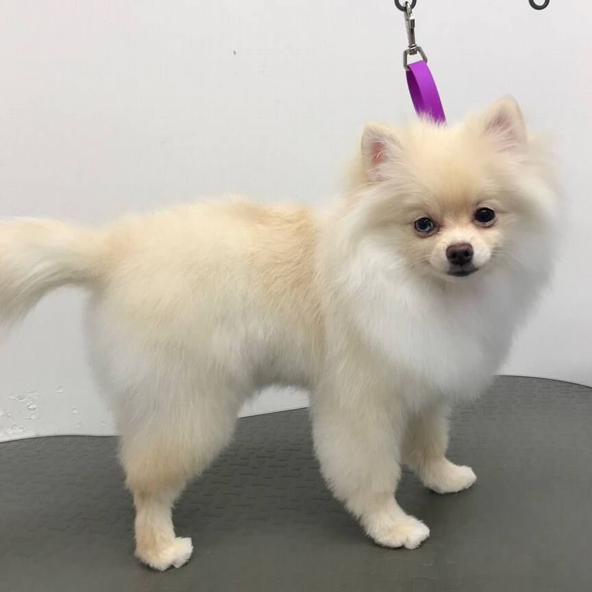 Померанский шпиц, щенок