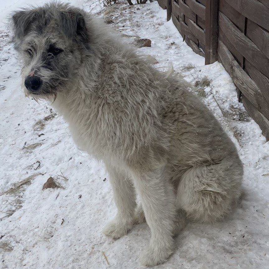 Взрослый пёс в добрые руки