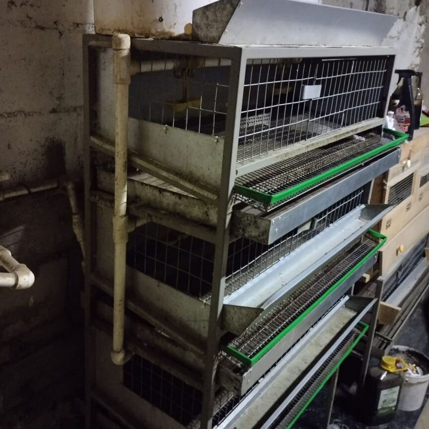 Клетки для перепелов и кур