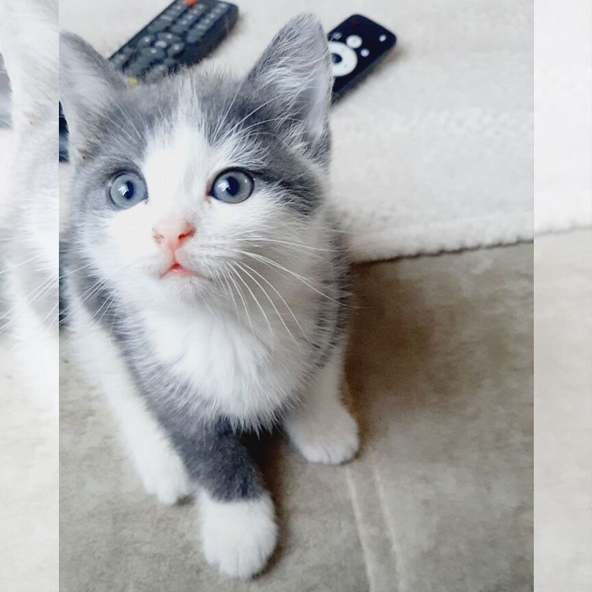 Котёнок в добрые руки