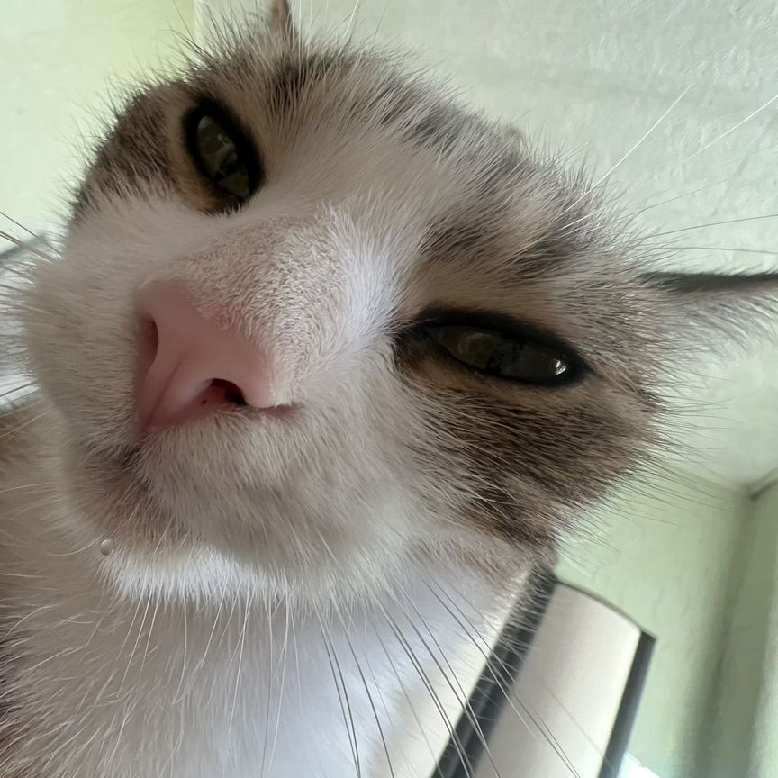 Взрослая кошка в добрые руки