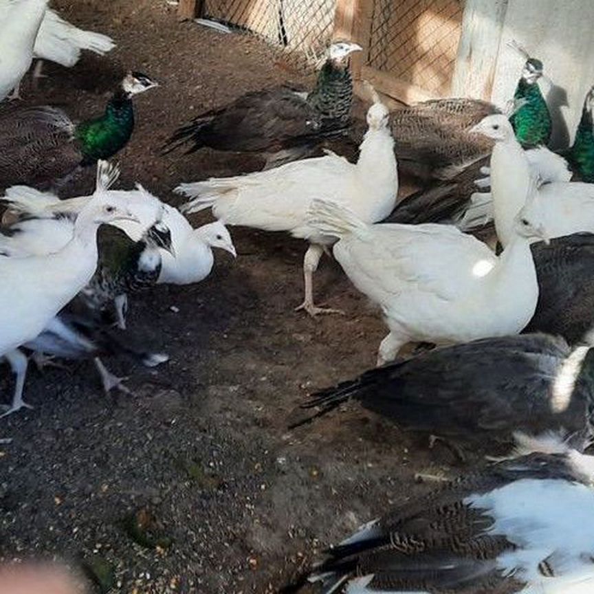 Павлины продажа