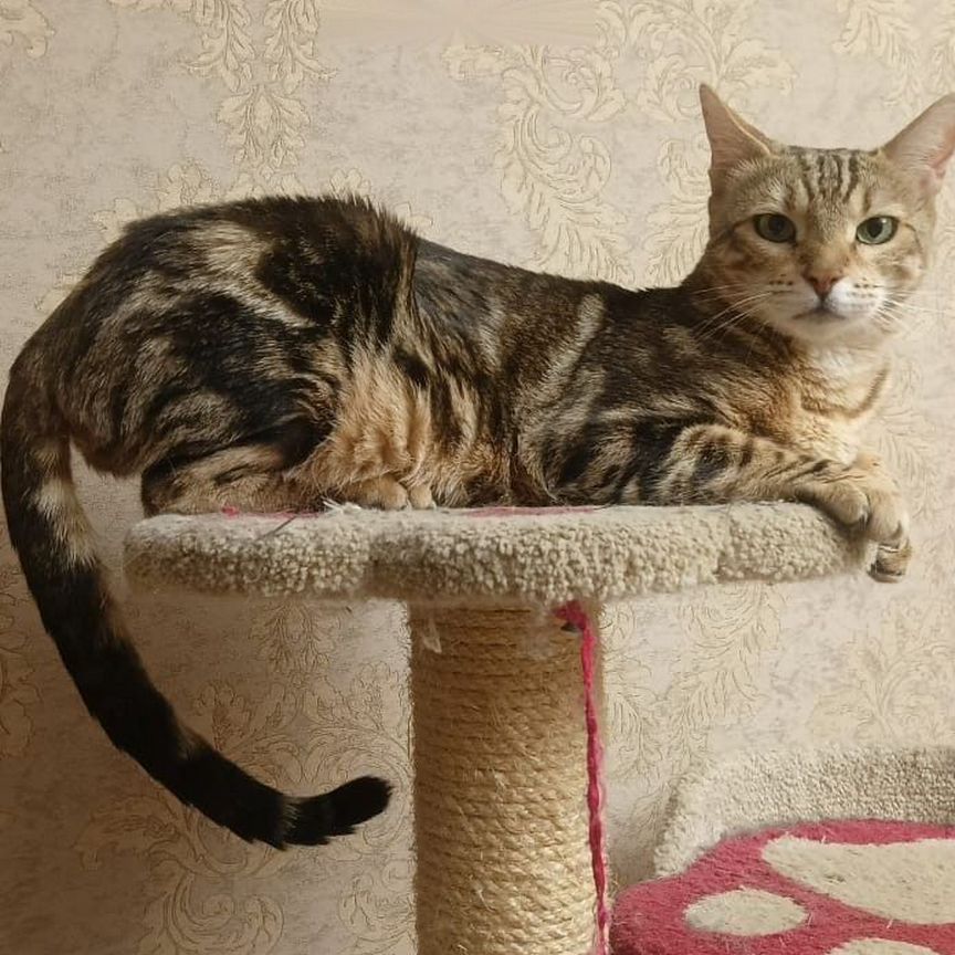 Взрослая кошка в добрые руки